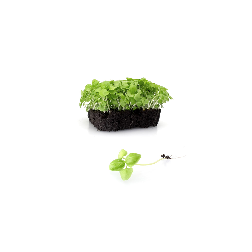 Italian Basil | Microgreens | Organic – FUIK SHOP